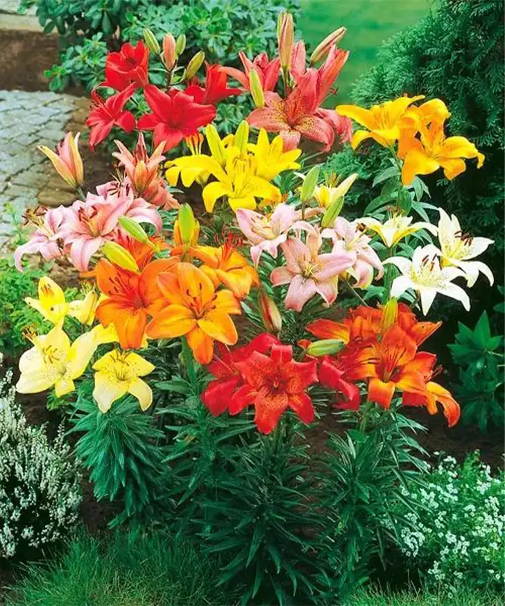 Gradinari în Austria | MAGAZINUL WEB STARKL